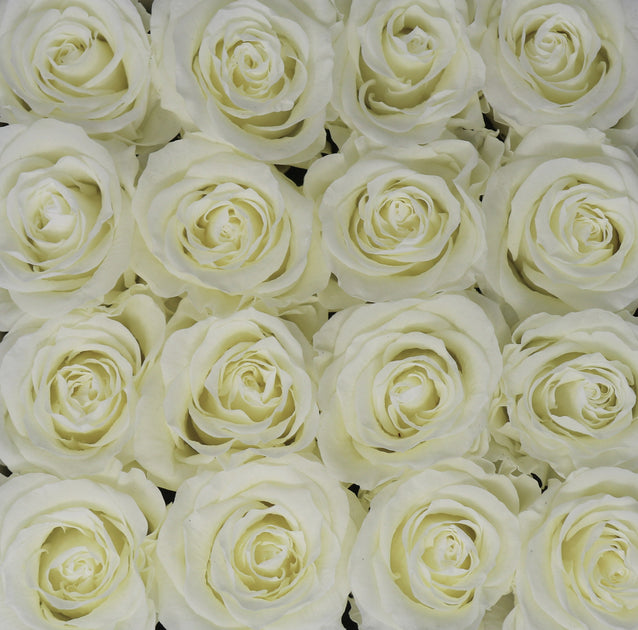 Small Classic White Square Box - White Roses – Enchanted Roses